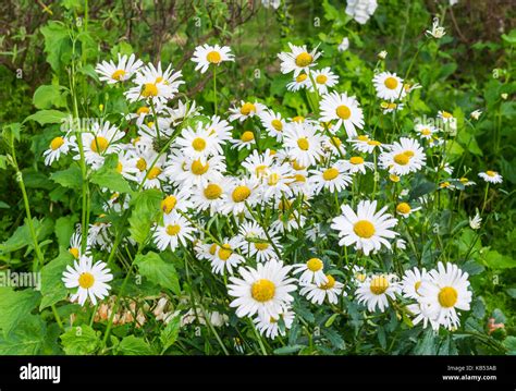 Oxeye Daisies Leucanthemum Vulgare Chrysanthemum Leucanthemum