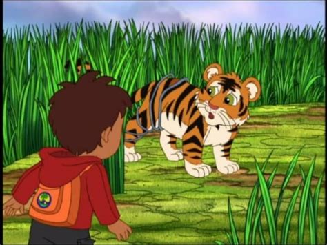 Bengal Tiger Makes A Wish 2010