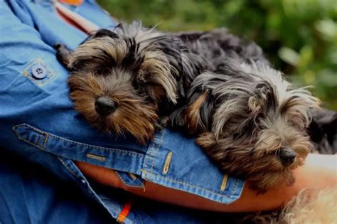 The Dorkie The Hybrid You Probably Dont Know About But Definitely