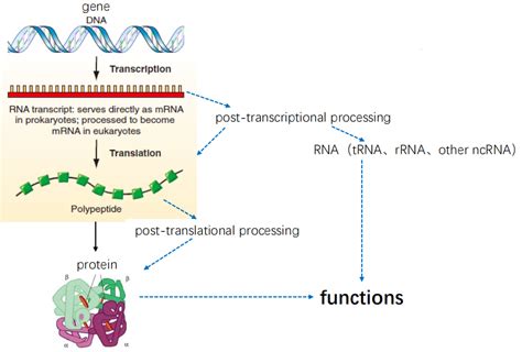 转录组数据分析 Rna Seq（一） 阿里云开发者社区