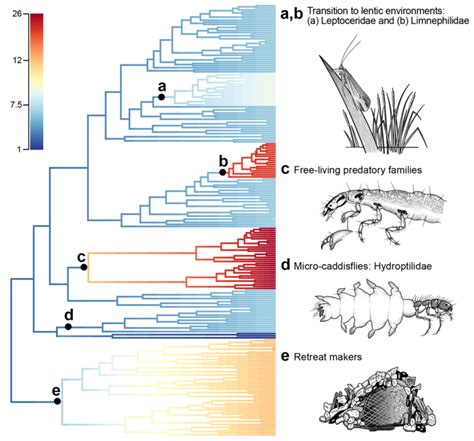 Diversification Rates Estimated On The Trichoptera Phylogeny Corrected Download Scientific