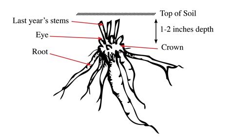 Peony Root Planting Guide Third Branch Flower