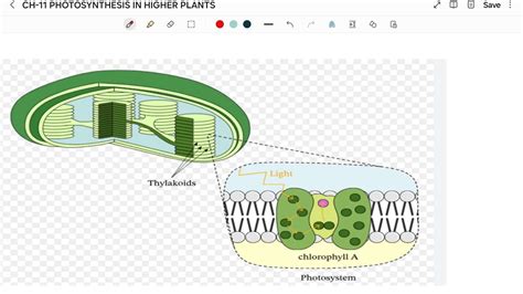 NCERT BIOLOGY 2024 CLASS 11 CHAPTER 11 PHOTOSYNTHESIS IN HIGHER