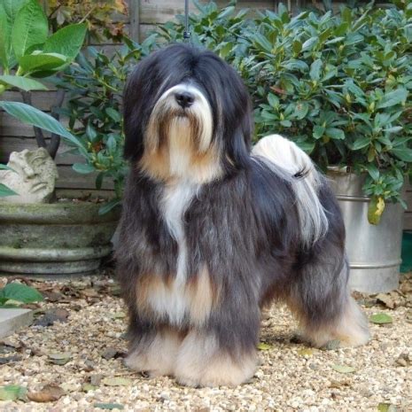 Tibetan Terriers Tibetan Terrier Association