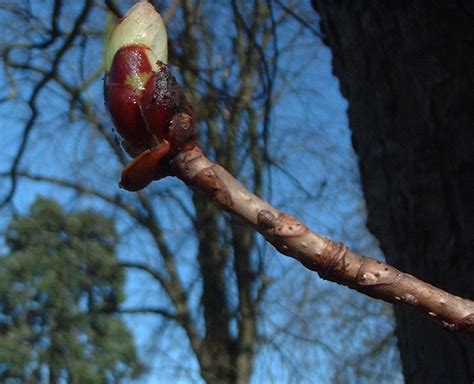 Terminal Bud Of Tree
