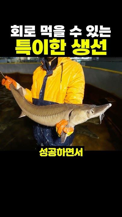 의외로 회로 먹을 수 있는 특이한 생선ㄷㄷ Youtube