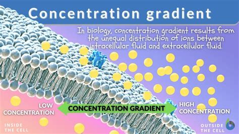 Concentration Gradient Key Examples Explained