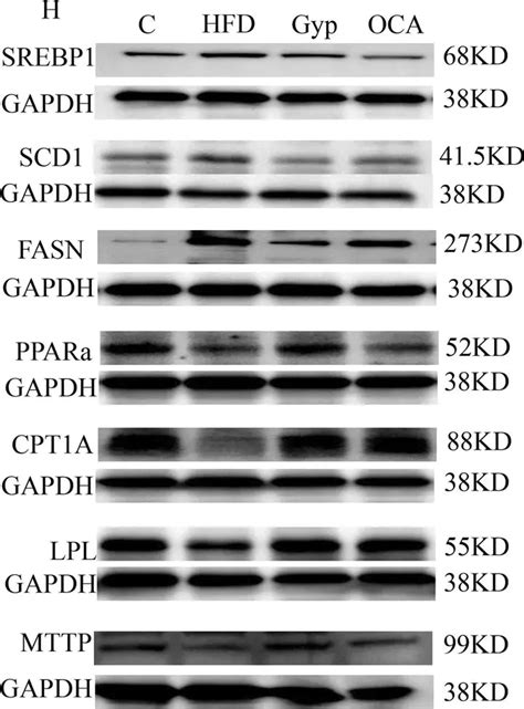 Ppar Alpha抗体 Ab61182 Abcam中文官网