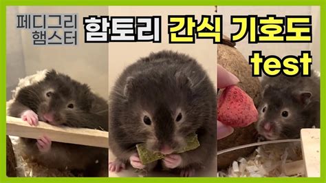 함토리의 간식 기호도 테스트 페디그리 햄스터 Youtube