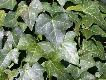 English Ivy Hedera Helix