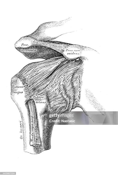 Humerus Joint High Res Vector Graphic Getty Images
