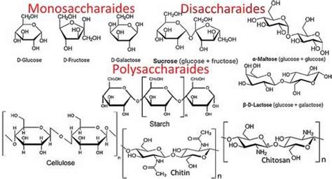 Carbohydrate Polymer