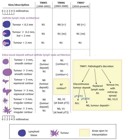 Lymph Node Size Chart Lymph Node Normal Histology Nu