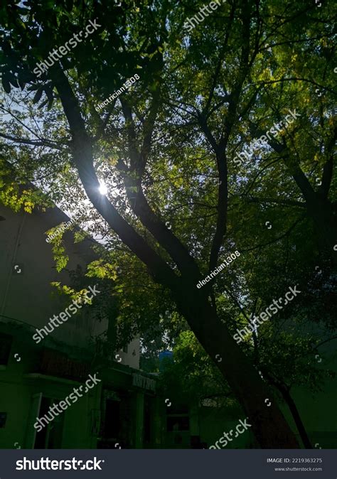 Sunlight Filtering Through Tree Stock Photo 2219363275 Shutterstock
