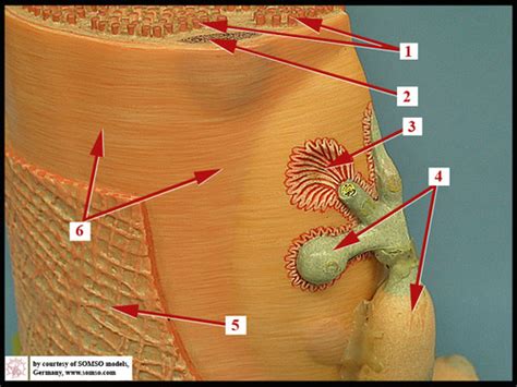 Muscle Models Flashcards Quizlet Muscle Models Flashcards Quizlet