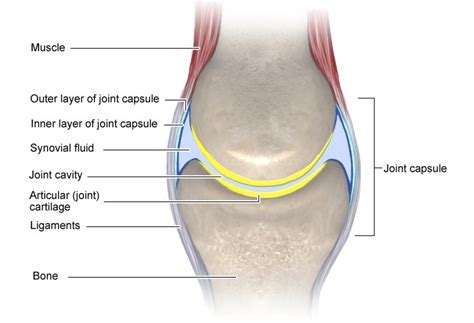 Articular Capsule
