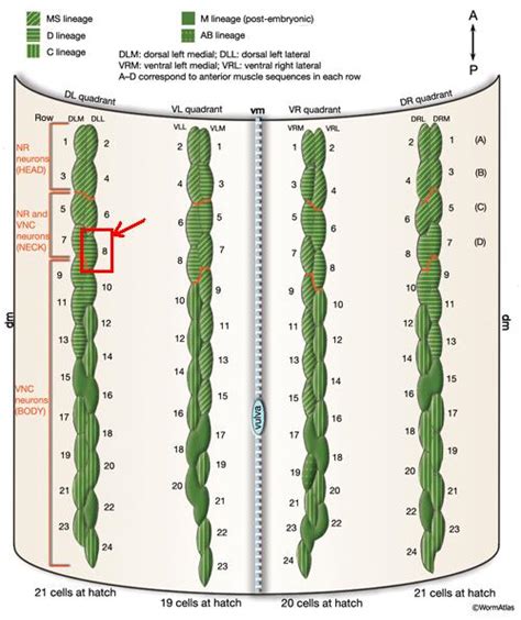 find neuroreceptors and synaptic information for mdl08 muscle cell