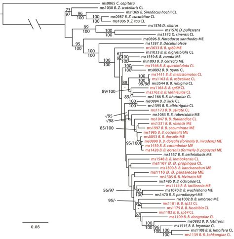 maximum likelihood tree concatenated based three gene coi period