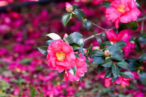 제주도 동백꽃 명소 Best 4