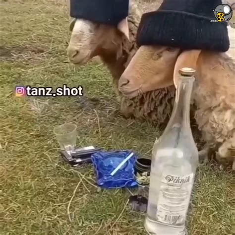 طنز دورهمی بچه های بی خانمان فیلو