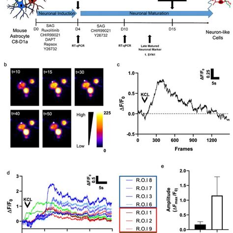 A Schematic Illustration Of The Experimental Timeline For Neuronal