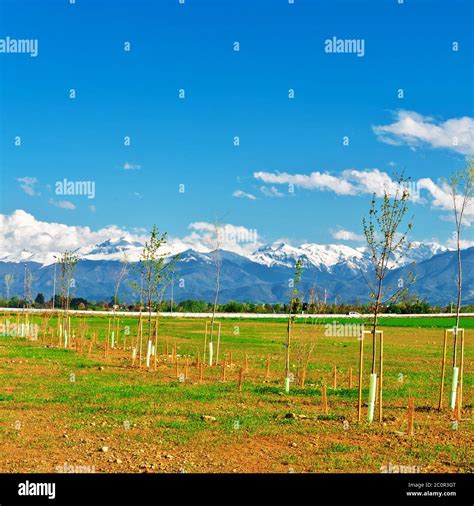 Tree Seedlings Hi Res Stock Photography And Images Alamy