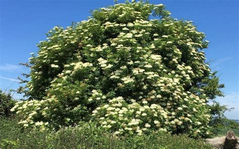 June 2019 Tree Guide Uk