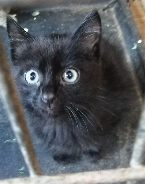 Lichtenburg Diere Welsyn Added Lichtenburg Diere Welsyn