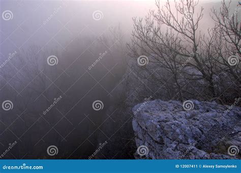 Mysterious Forest Stock Image Image Of Fall Misty Foggy