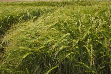 Найкращі фото 40 000 за запитом «Новорічні Шпалери · Безкоштовне завантаження · Стокові фото