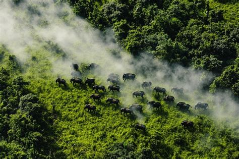 Assessing Wildlife Migration Patterns Affected By Generative Ai