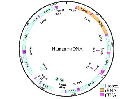 The Human Mitochondrial Genome Download Scientific Diagram