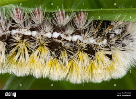Virginia Ctenucha Caterpillar Ctenucha Virginica Body Detail Showing