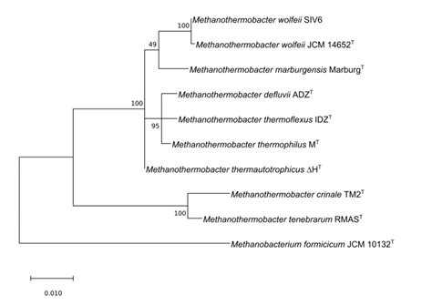 Maximum Likelihood Phylogenetic Tree Based On The 16s Rrna Gene Download Scientific Diagram