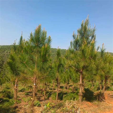 云南取得思茅松良种选育及集约化定向培育技术新突破 关注森林