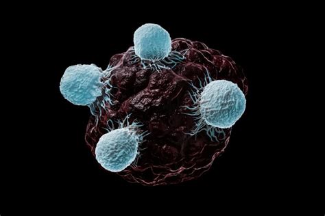 Bad Fat Hinders Killer T Cells Ability To Fight Cancer Inside Precision Medicine