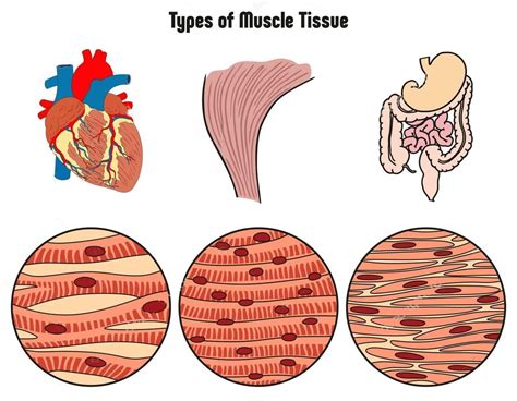 Tissues 2 Diagram Quizlet