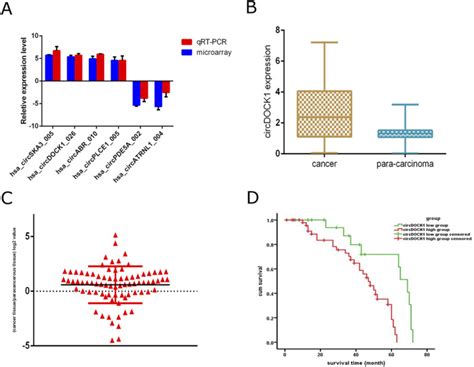 Circular Rna Microarray Expression Profile And Potential Function Of