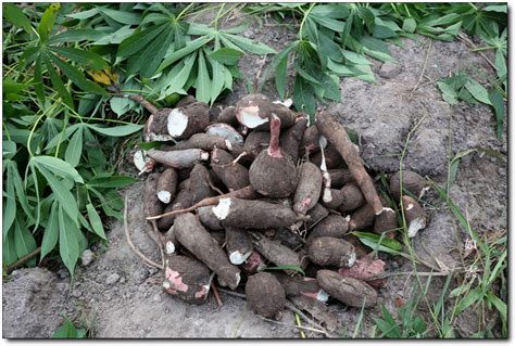 카사바cassava 네이버 블로그