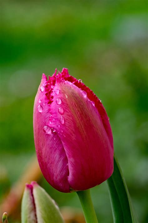 꽃 튤립 분홍 Pixabay의 무료 사진 Pixabay