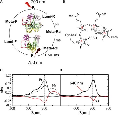 Phytochrome Photocycle And Uvvisible Absorption Spectra Of Sabphp2 A Download Scientific