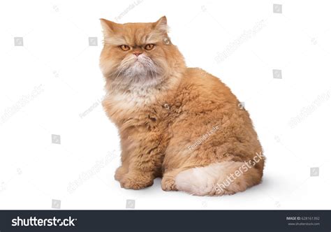 Obese Persian Cats