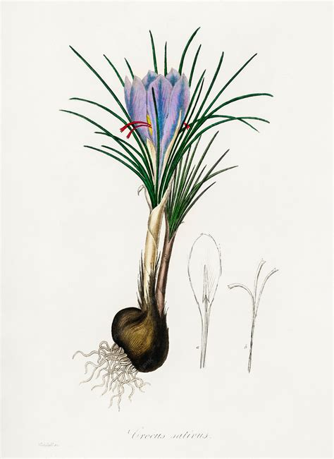 의료 식물학에서 사프란 크 로커 스 Crocus Sativus 그림 1836 무료 사진