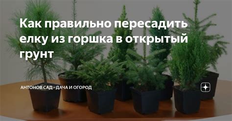 Как правильно пересадить елку из горшка в открытый грунт Антонов сад дача и огород Дзен