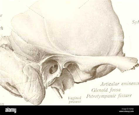 Atlas And Text Book Of Human Anatomy Anatomy Atlases Parietal