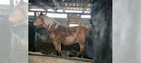 Лошади купить в Альметьевске Животные и зоотовары Авито