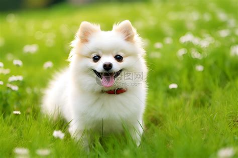 活泼可爱的小狗高清图片下载 正版图片600893086 摄图网
