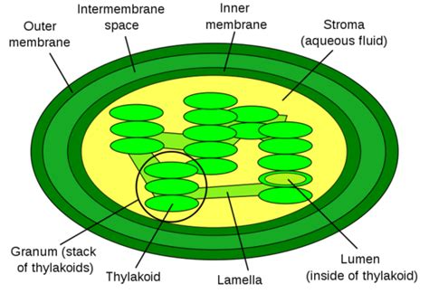 Thylakoid Membrane Photosynthesis