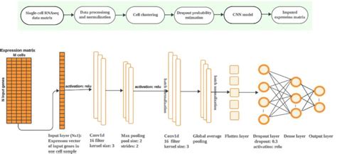 Singlecellanalysis Bioinformatics Dataimputation Scrnaseq Genomics Alfonso Saera Vila