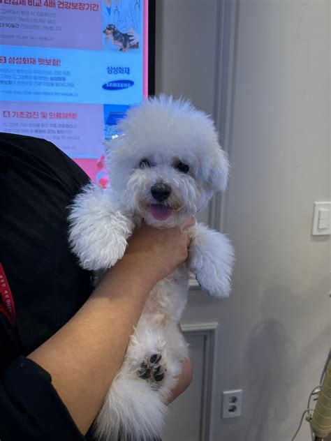 비숑프리제 태백이 보스턴테리어 핏불테리어 허스키 테리어종류 꼬똥 차오차오 아프간하운드 Cat 강아지분리불안 털안빠지는강아지 귀여운강아지 강아지종 사바나캣 믹스견 잭러셀테리어